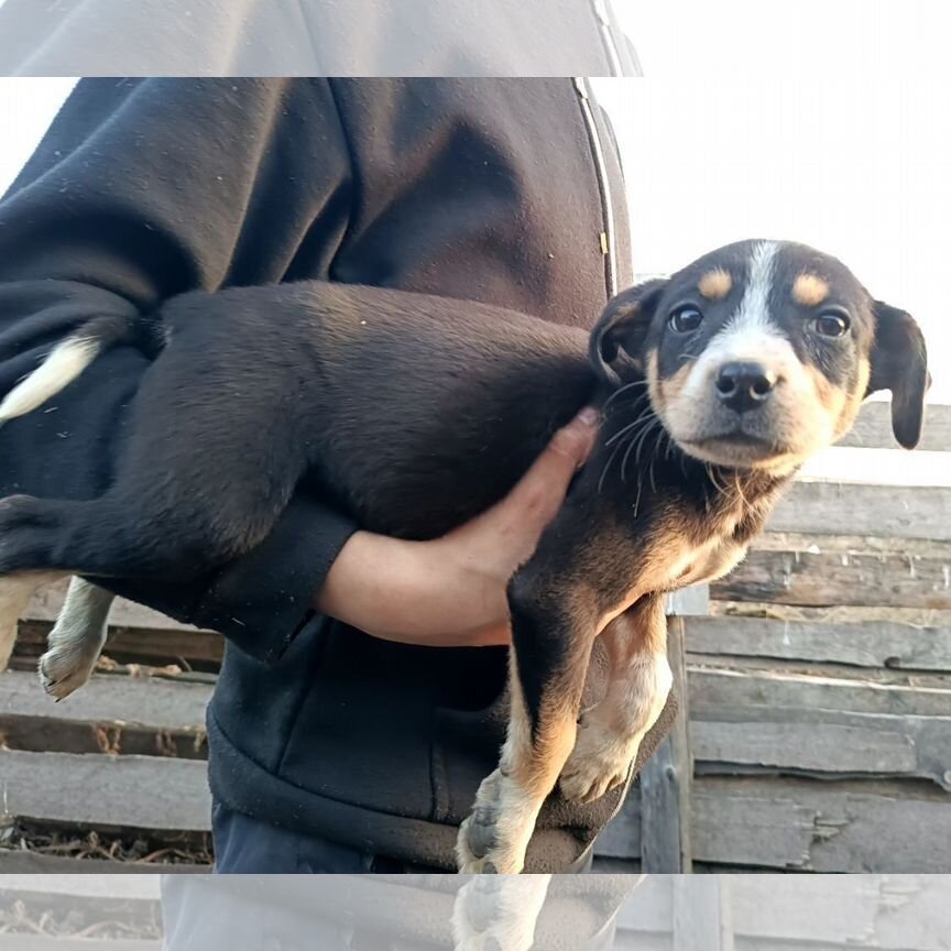 Энтлебухер зенненхунд, щенок