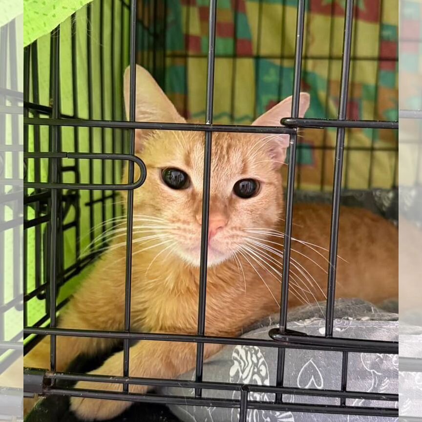 Взрослый кот в добрые руки