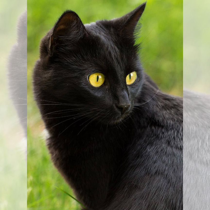 Кот