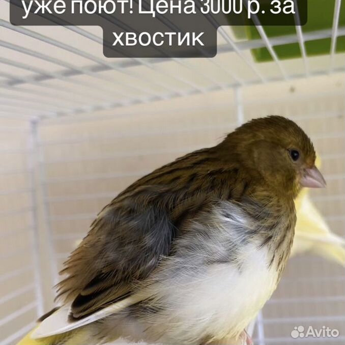Кенары Файф Фенси