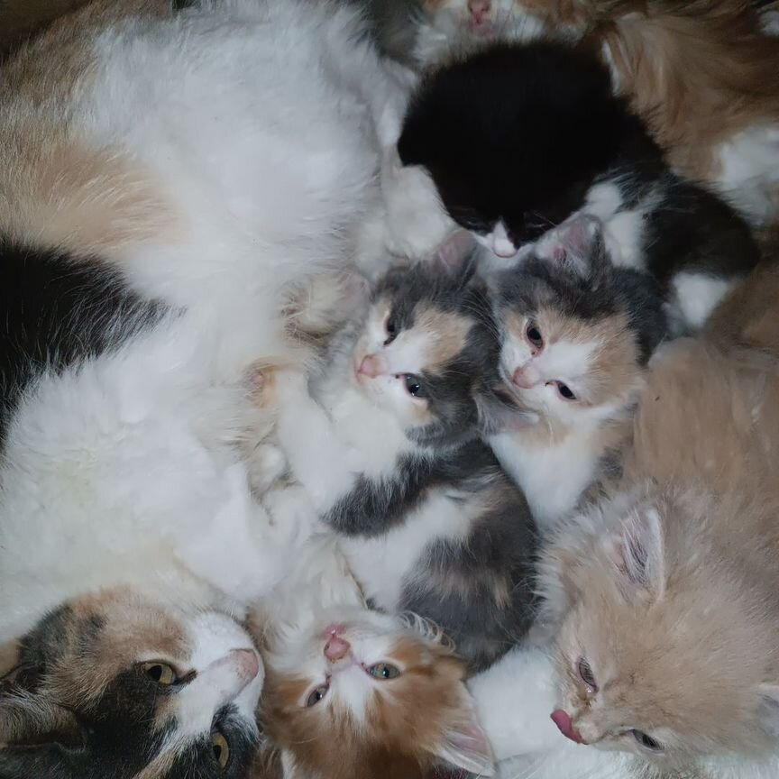 Отдам котейкиных