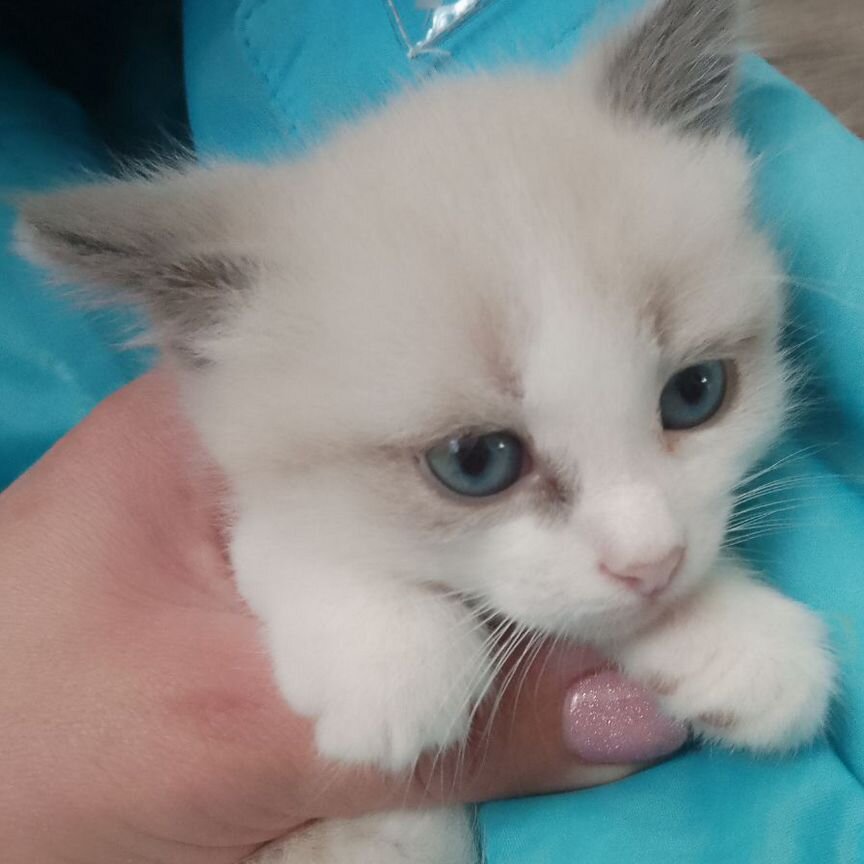 Сиамский котёнок