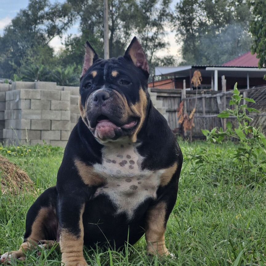 Американский булли