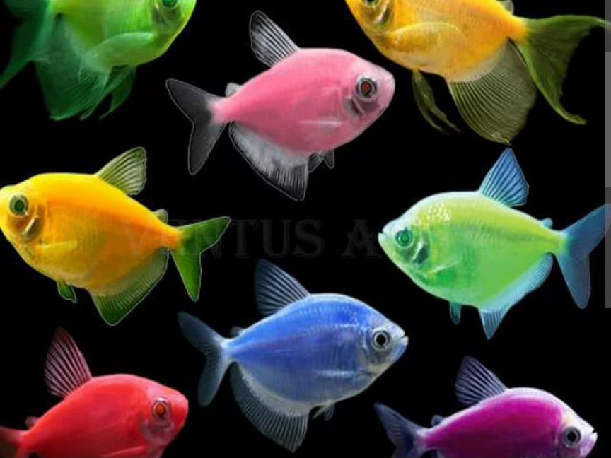 Аквариумные рыбки отдам бесплатно