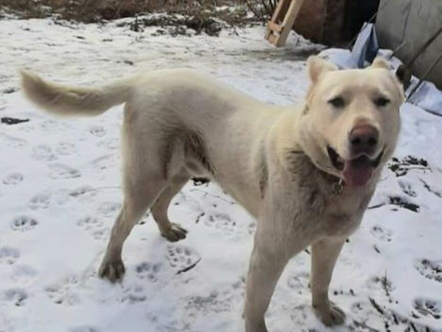 Барон ищет дом