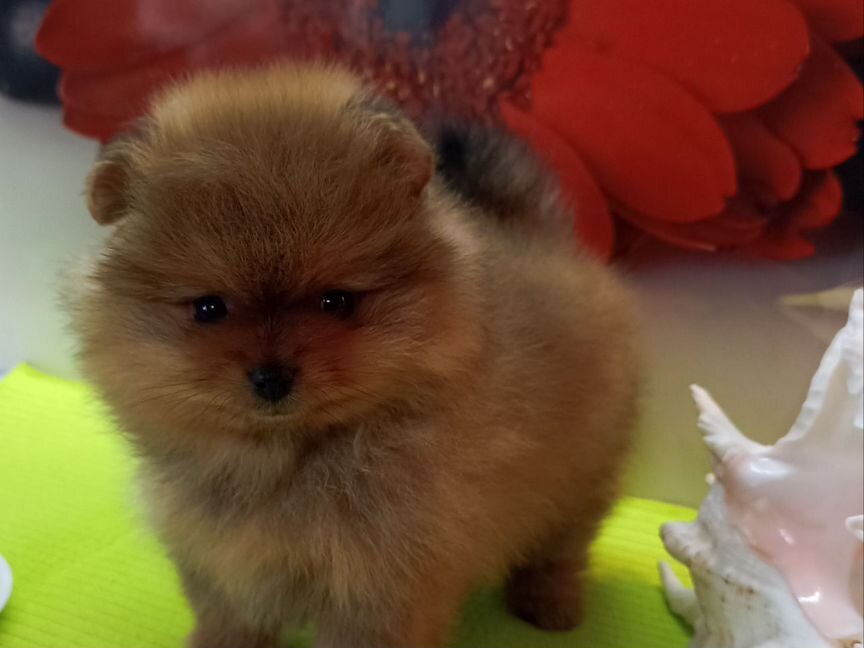 Шпиц "пушистики"