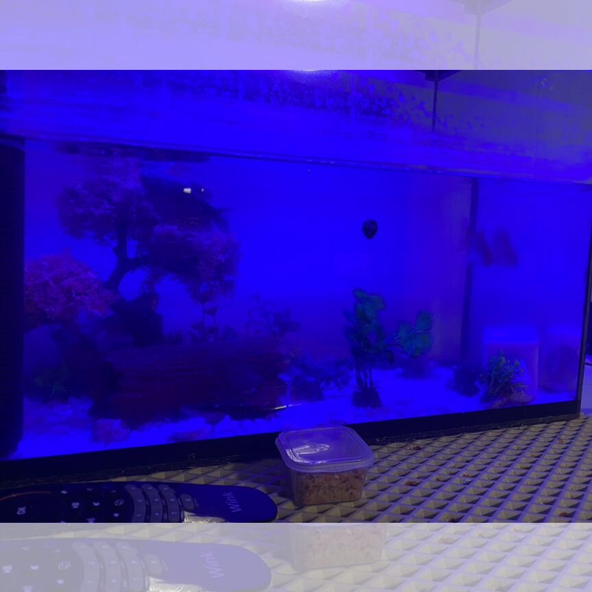 Аквариум с рыбами