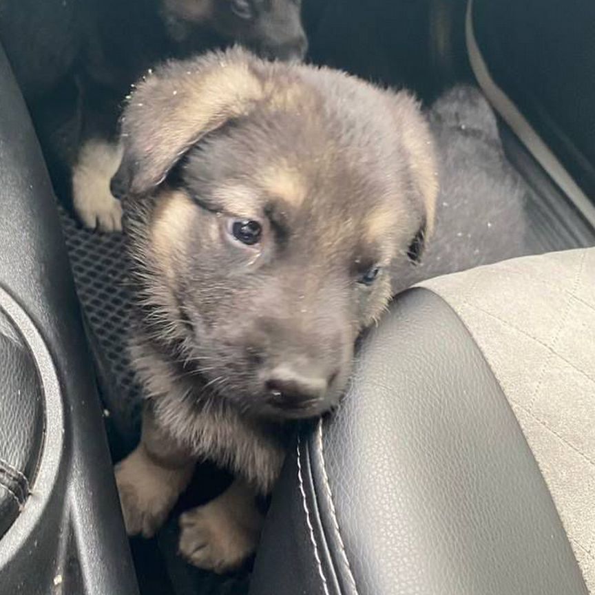 Щенки восточноевропейской овчарки