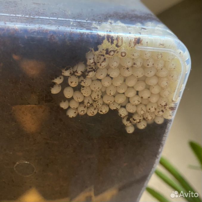 Улитки ахатины альбиносы