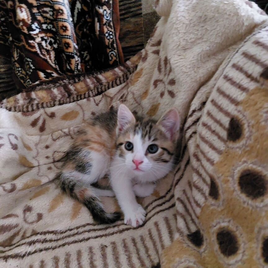 Котята в добрые руки бесплатно