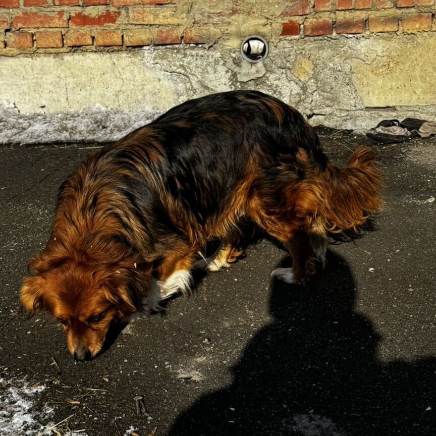 Щенки маленькие бесплатно