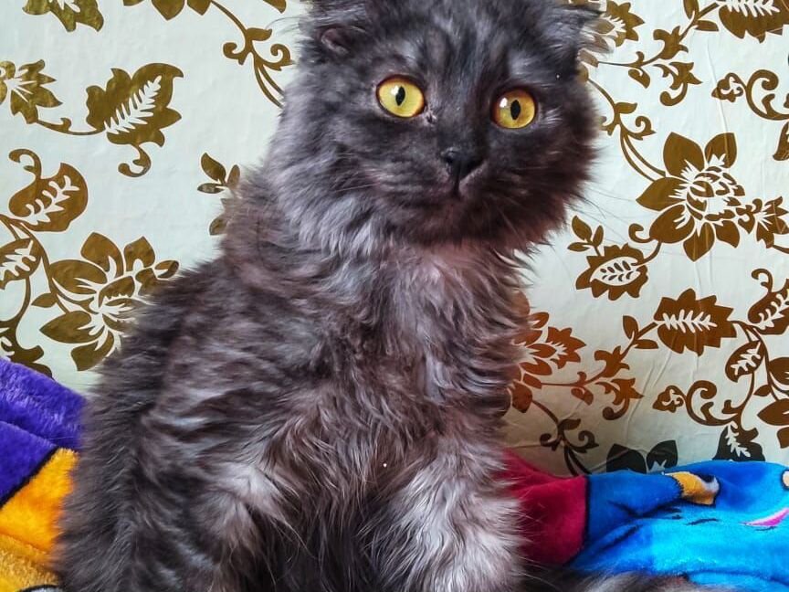 Шотландская Совенок