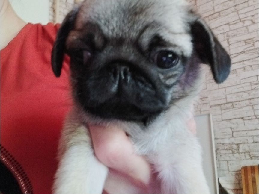 Щенки мопса