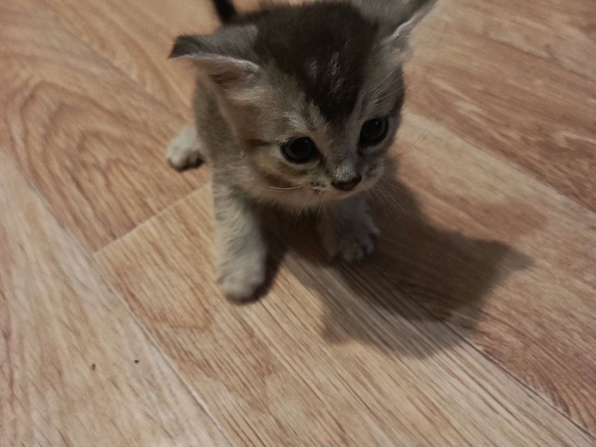 Котята