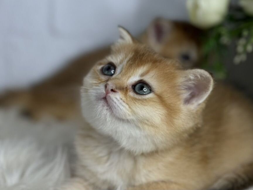 Золотая шиншилла