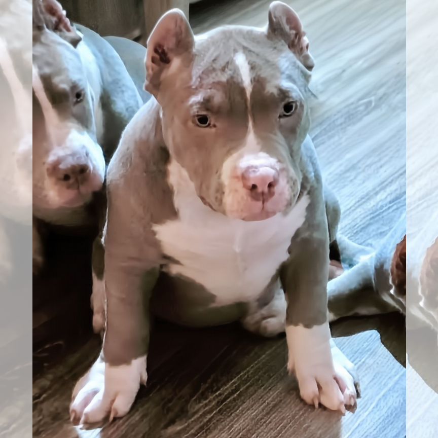 Американский булли, щенок