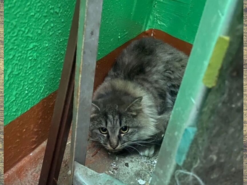 Котейка