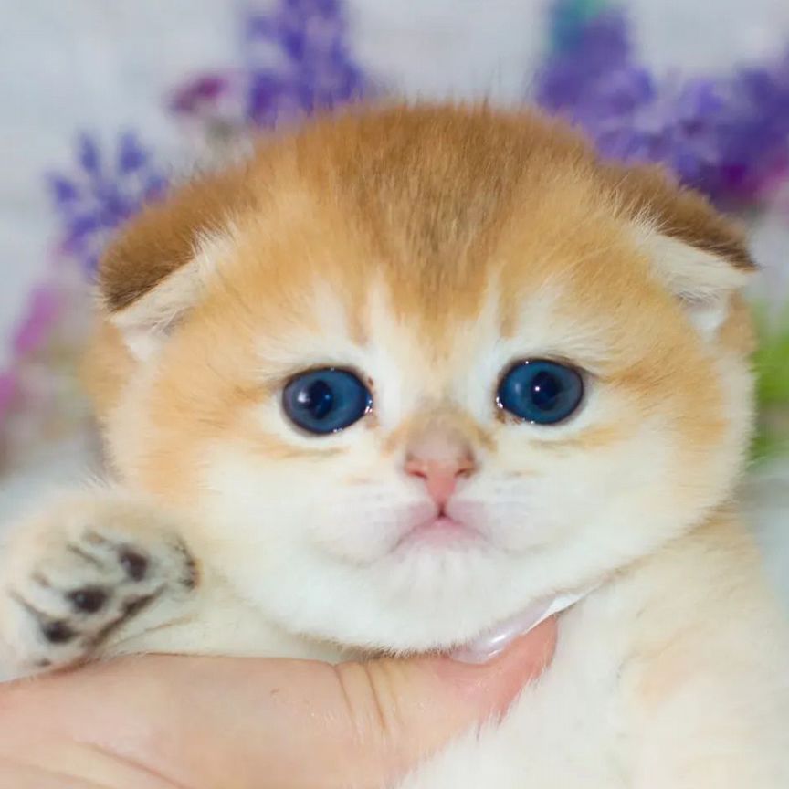 Шотландский вислоухий короткошёрстный котёнок