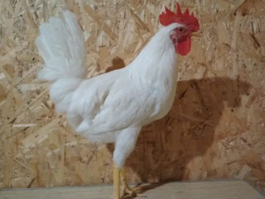 Продам молодых петухов