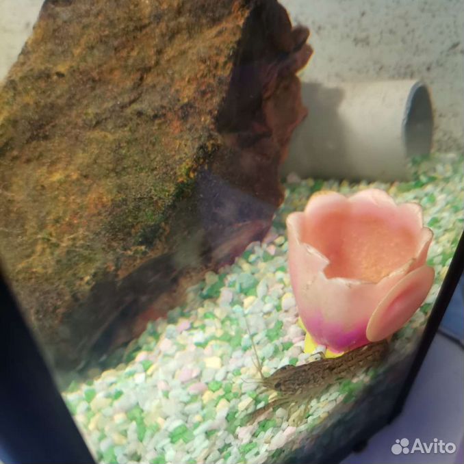 Декоративные раки