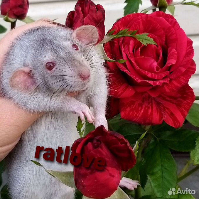 Крысята дамбо от ratlove