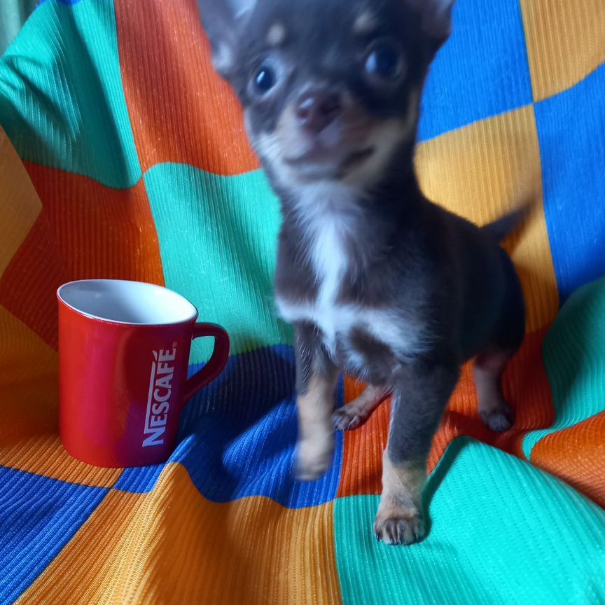 Чихуахуа, щенок