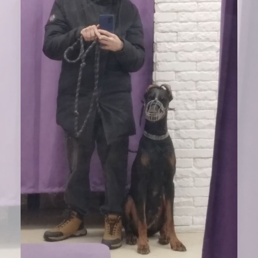 Доберман, взрослая собака