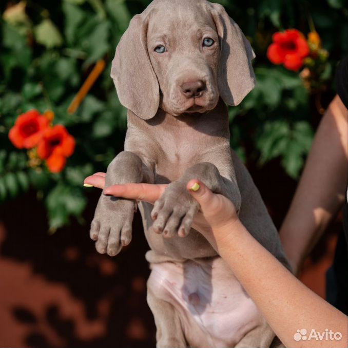 Щенки веймаранера