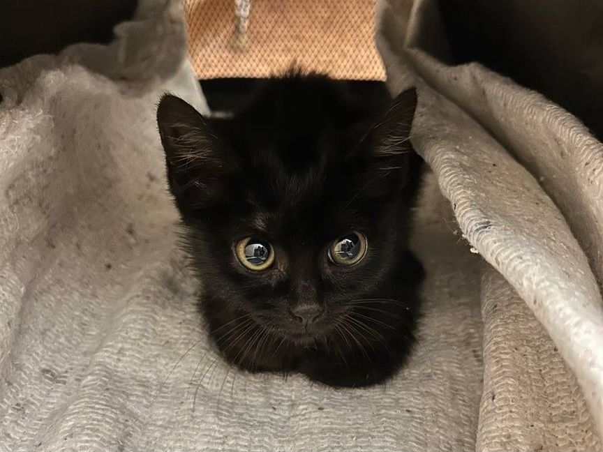 Кошка
