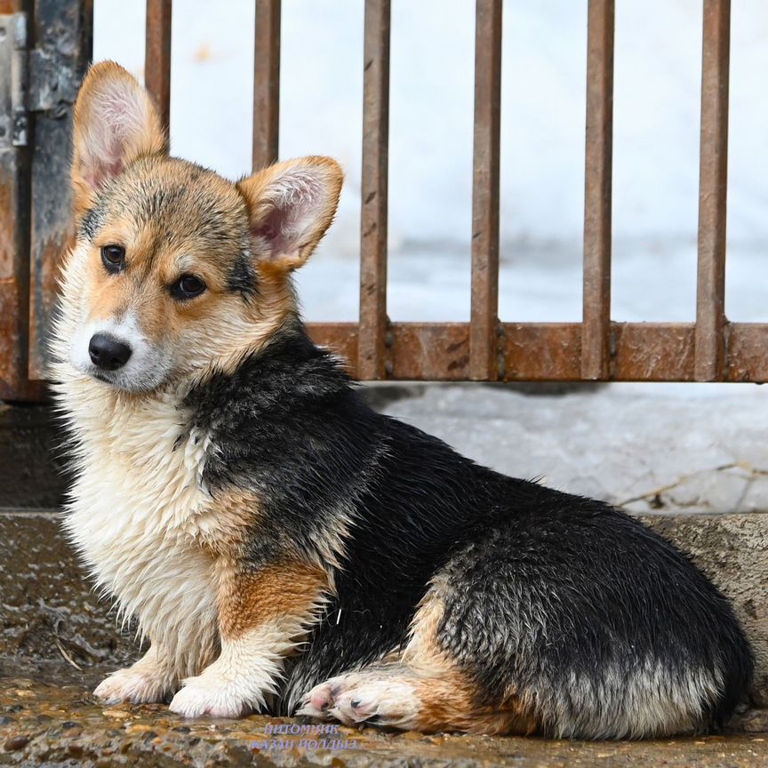 Девочка корги