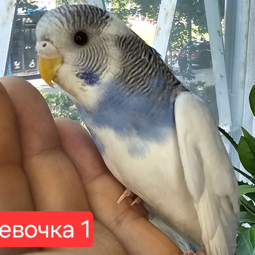 Волнистый попугай