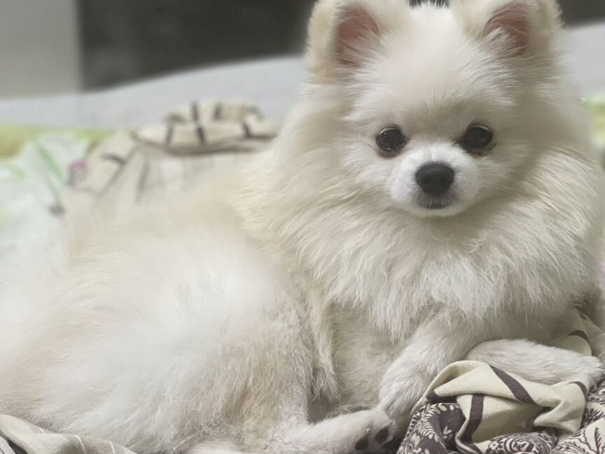 Померанский шпиц вязка