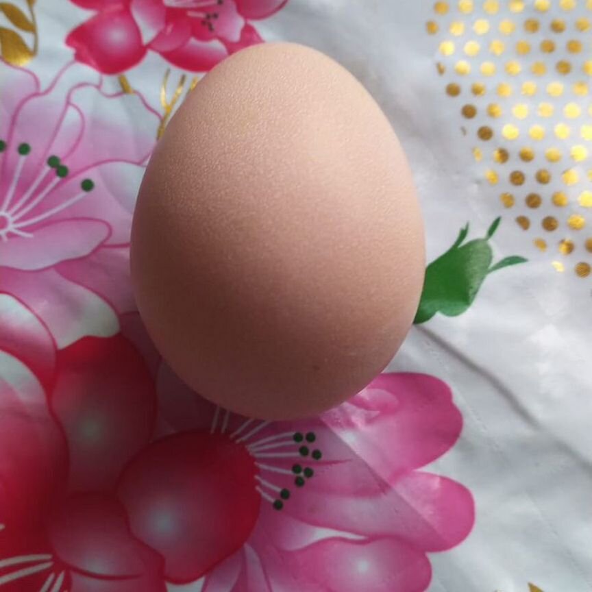 Яйцо индоутки и подсадных уток