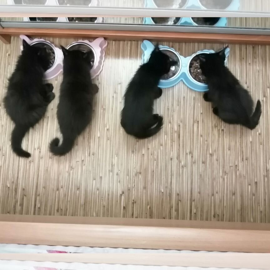 Котята 1,5 мес