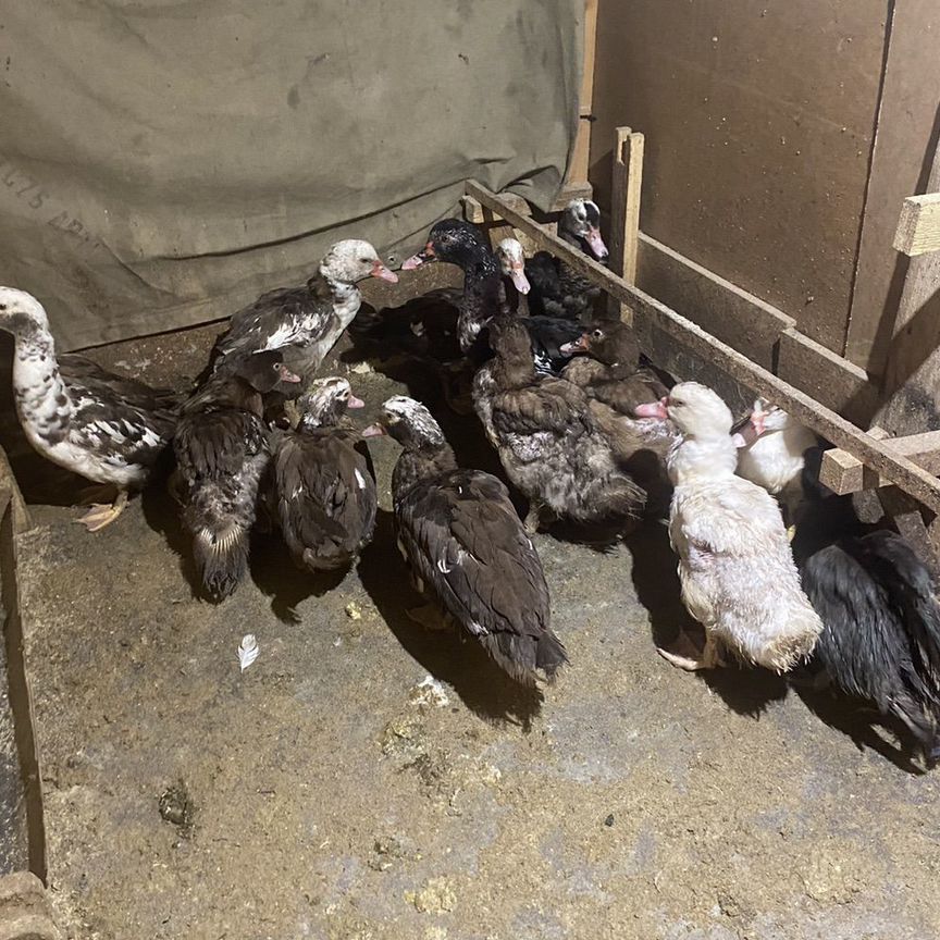 Продам свои домашние