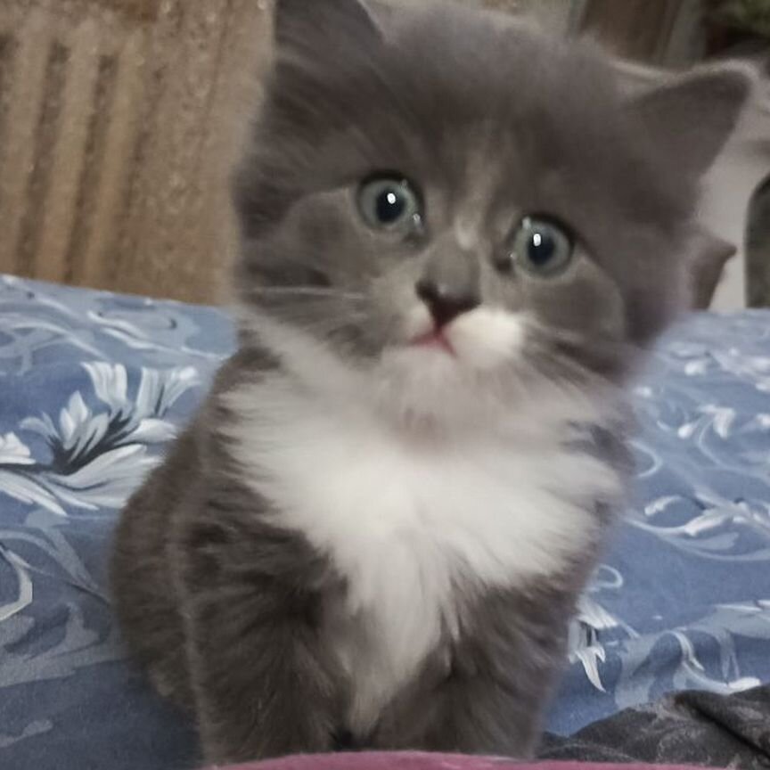 Котёнок в добрые руки