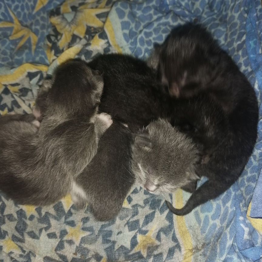 Котёнок в добрые руки