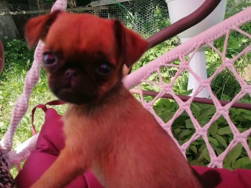 Щенки пти брабансона мини