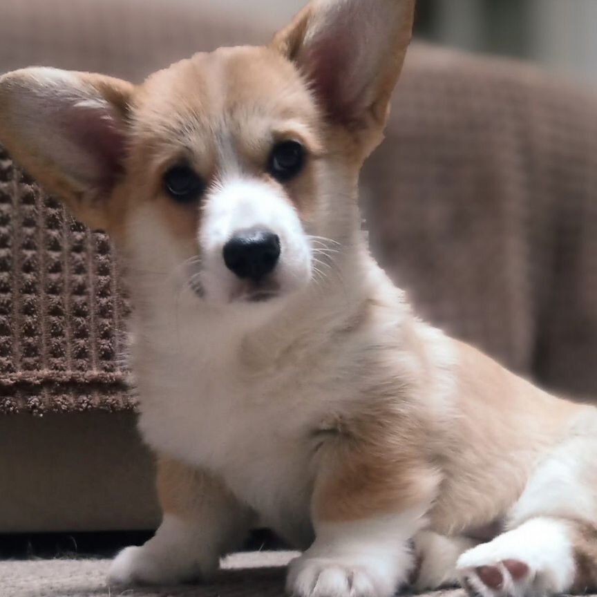 Вельш Корги Пемброк, щенок