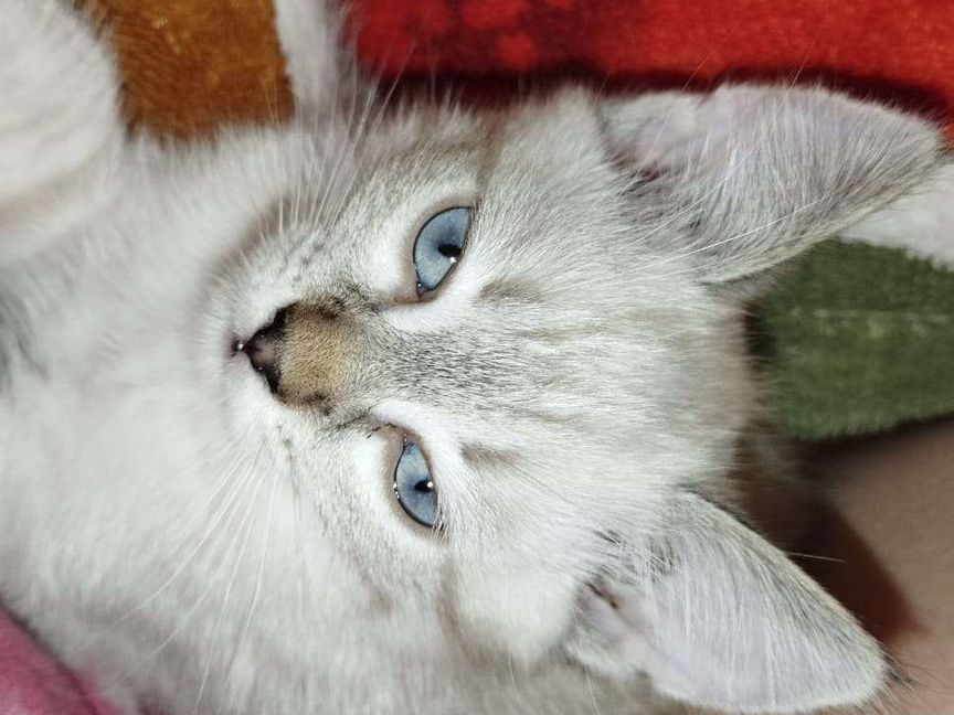 Кошка тайская тебби поинт
