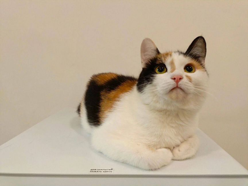 Метис