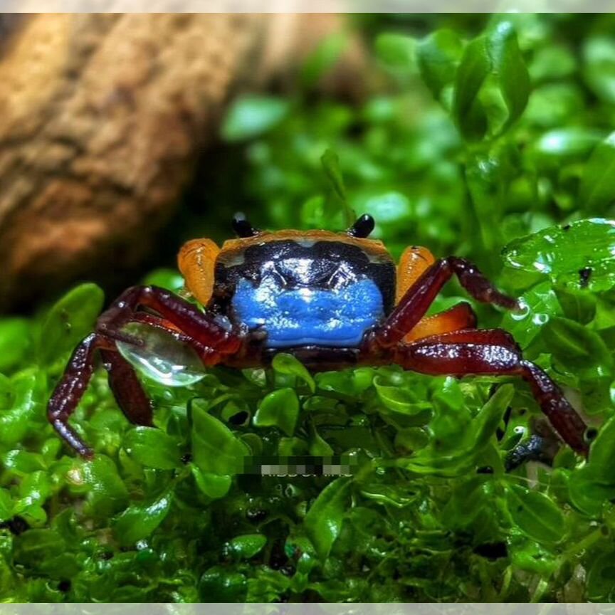 Краб борнео синий - Lepidothelphusa menneri