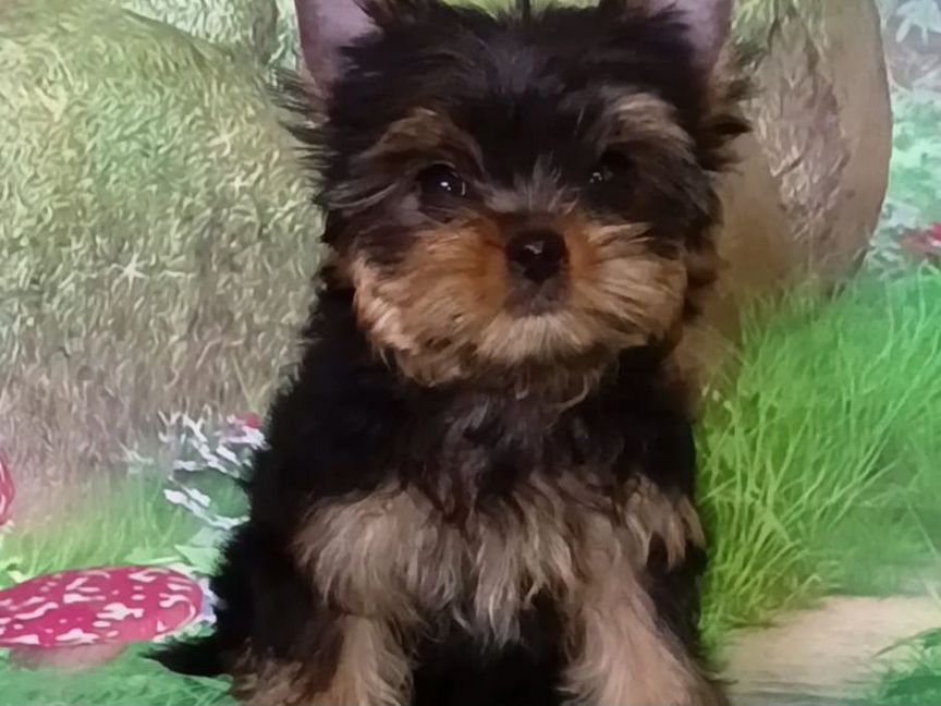 Йоркширский терьер щенки