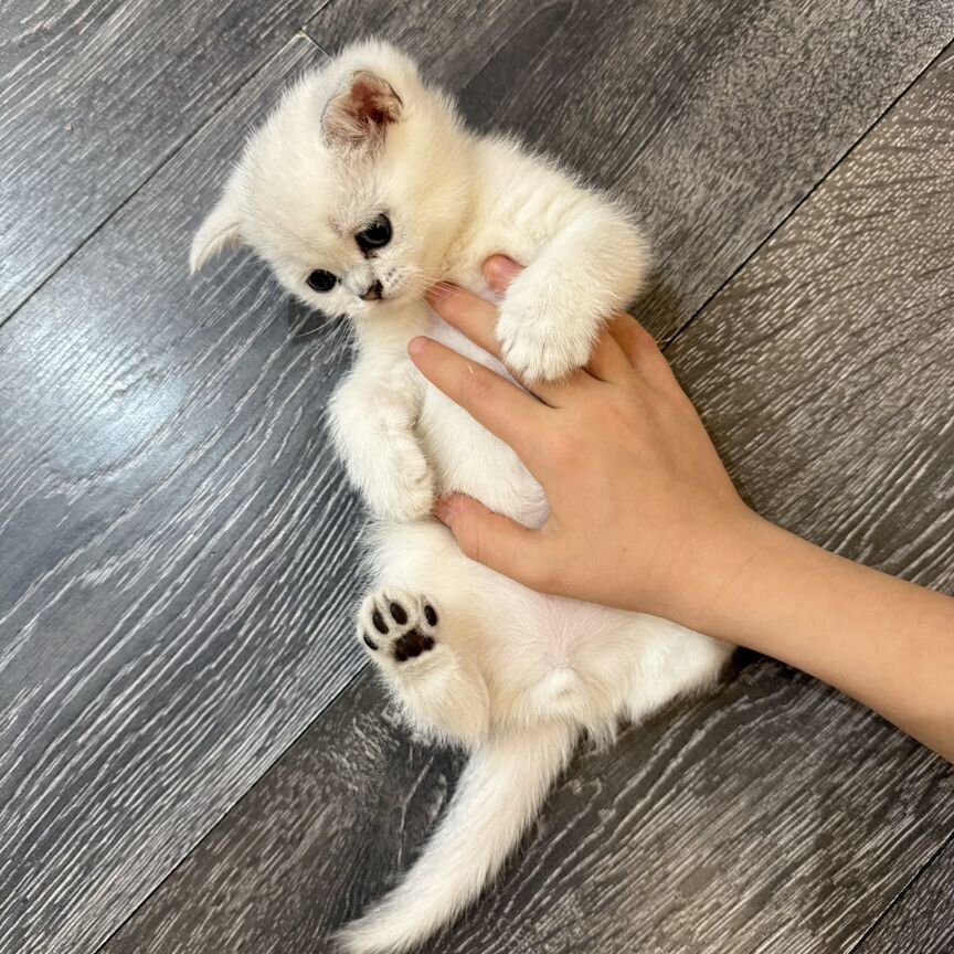 Шотландский прямоухий короткошёрстный котёнок