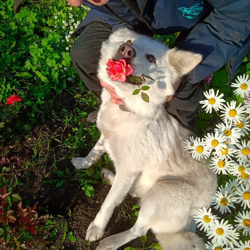 Отдам щенков, северной лайки в добрые руки