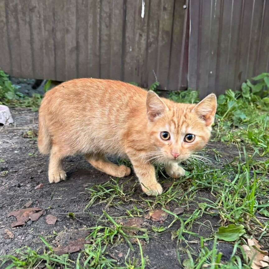 Котенок, мальчик, 2 месяца