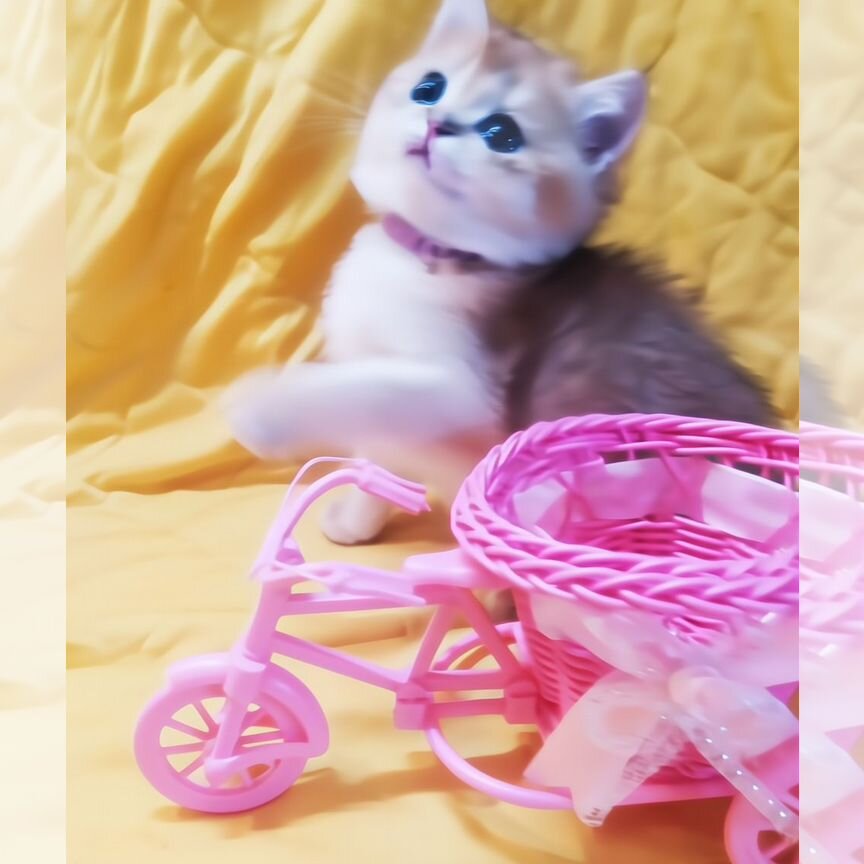 Шотландский прямоухий короткошёрстный котёнок