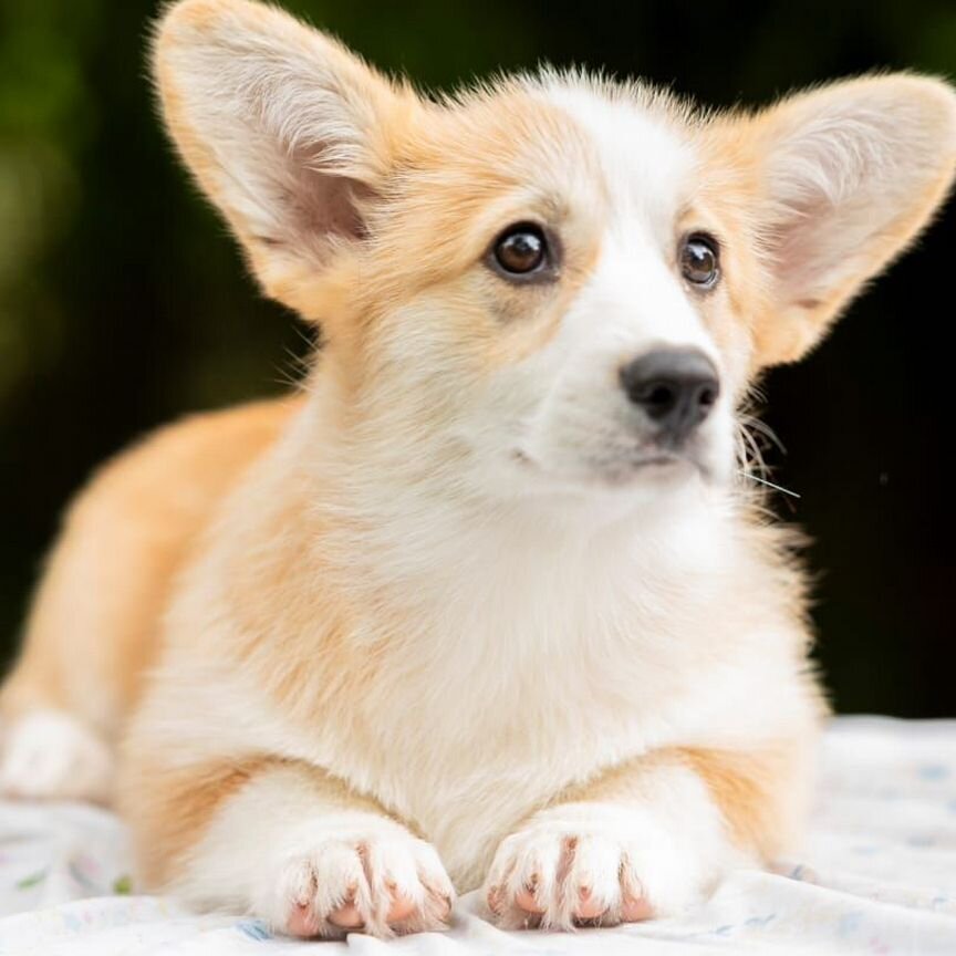 Щенки породы вельш корги пемброк