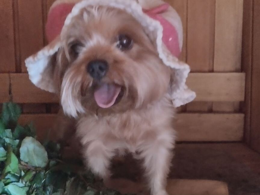 Йоркширский терьер девочка