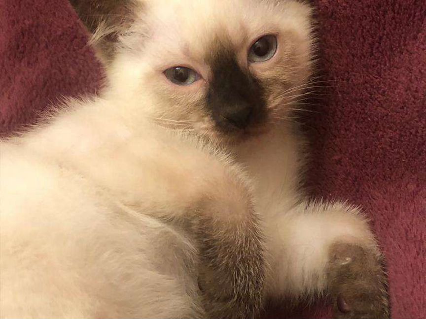 Тайские котята